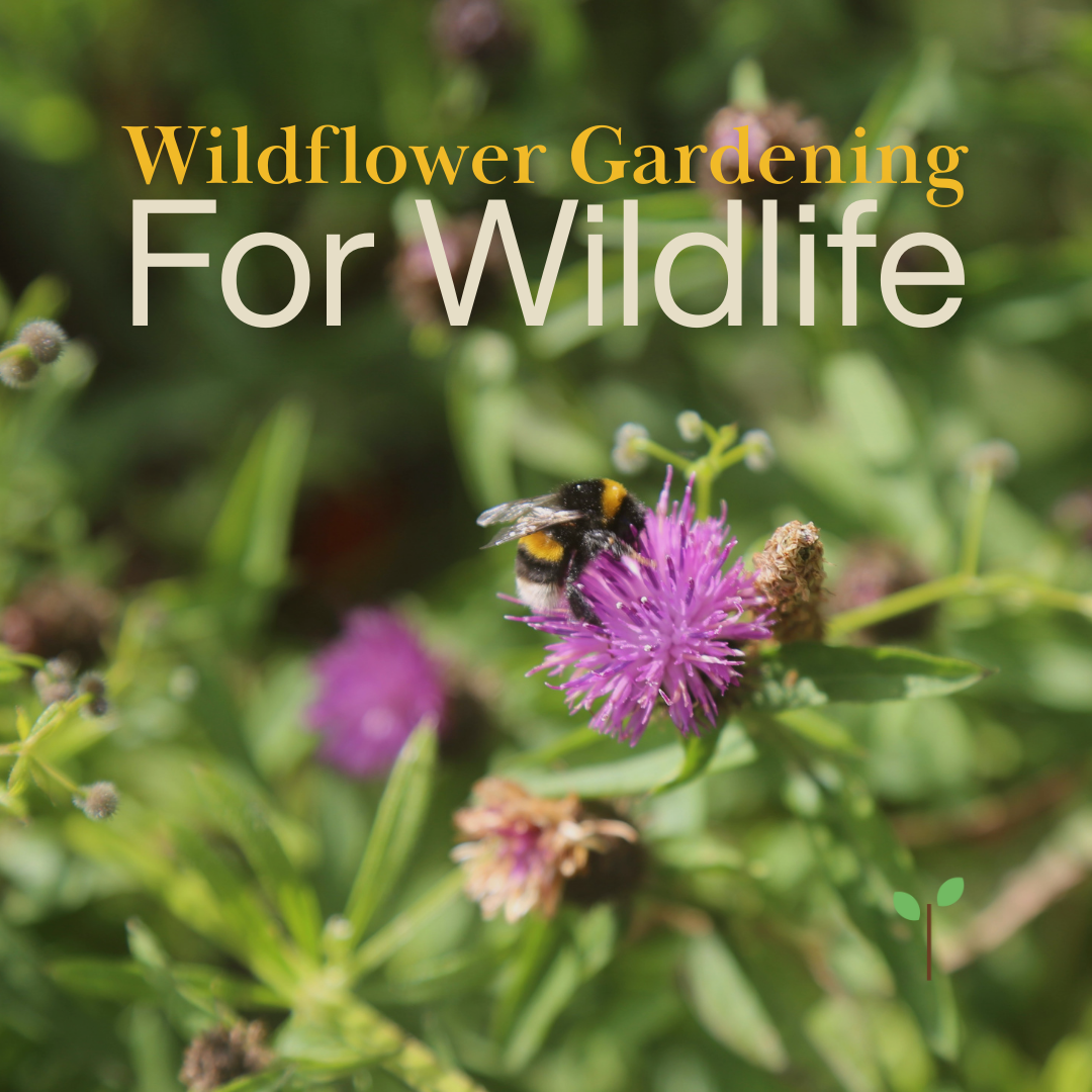 Wildflower Gardening for Wildlife | Hortiwool Garden Pads