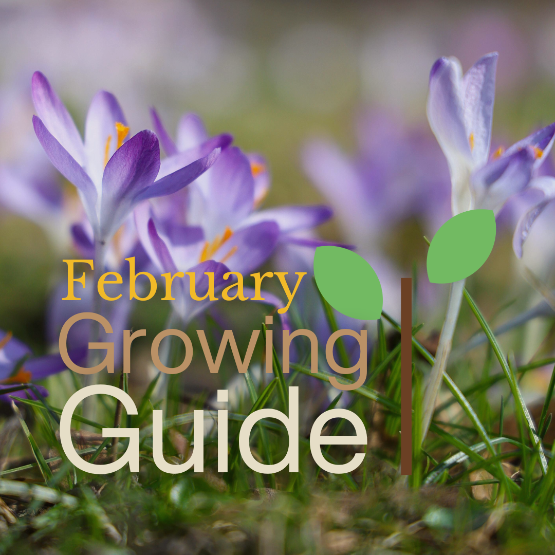 What to Grow in February 2026: Gardening Jobs, Sowing & Spring Prep ...