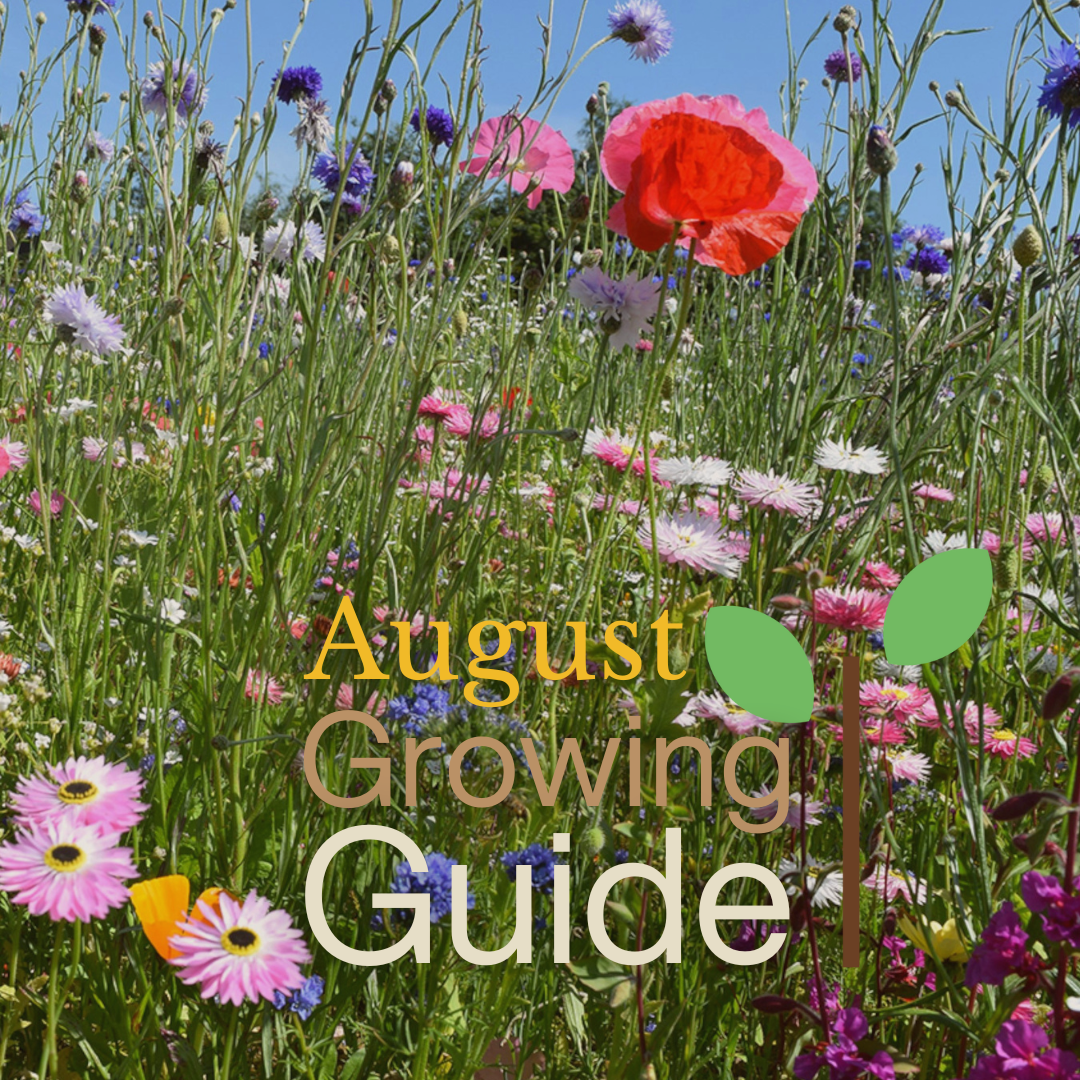 What to Grow in August: Fruit, Veg & Flower Gardening Tips | Hortiwool