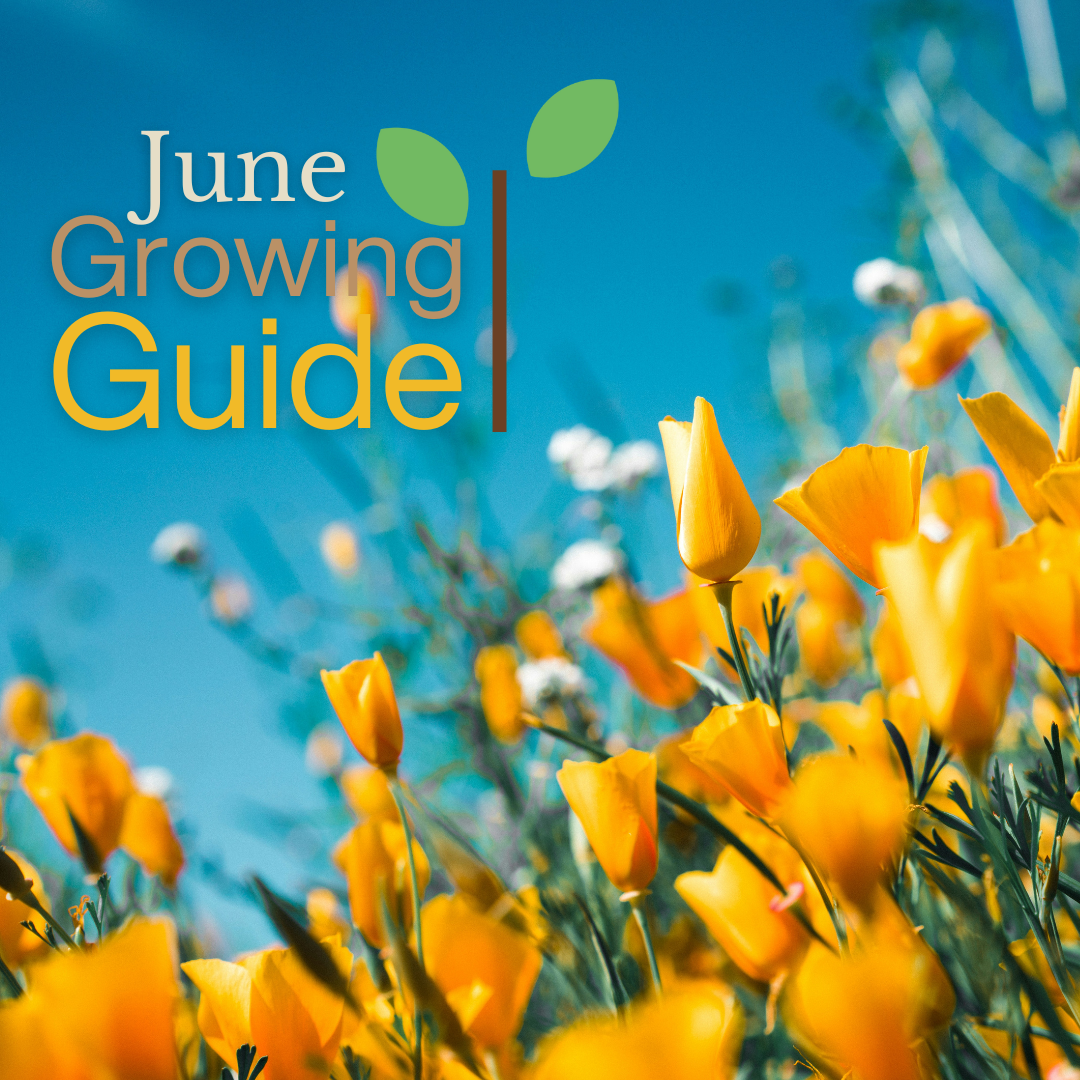 What to Grow in June 2025: Gardening Tips with Hortiwool