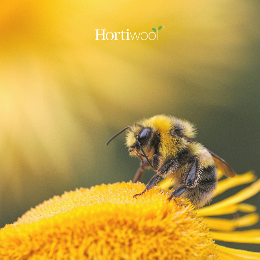 World Bee Day 2025: Helping Bees with Hortiwool Garden Pads
