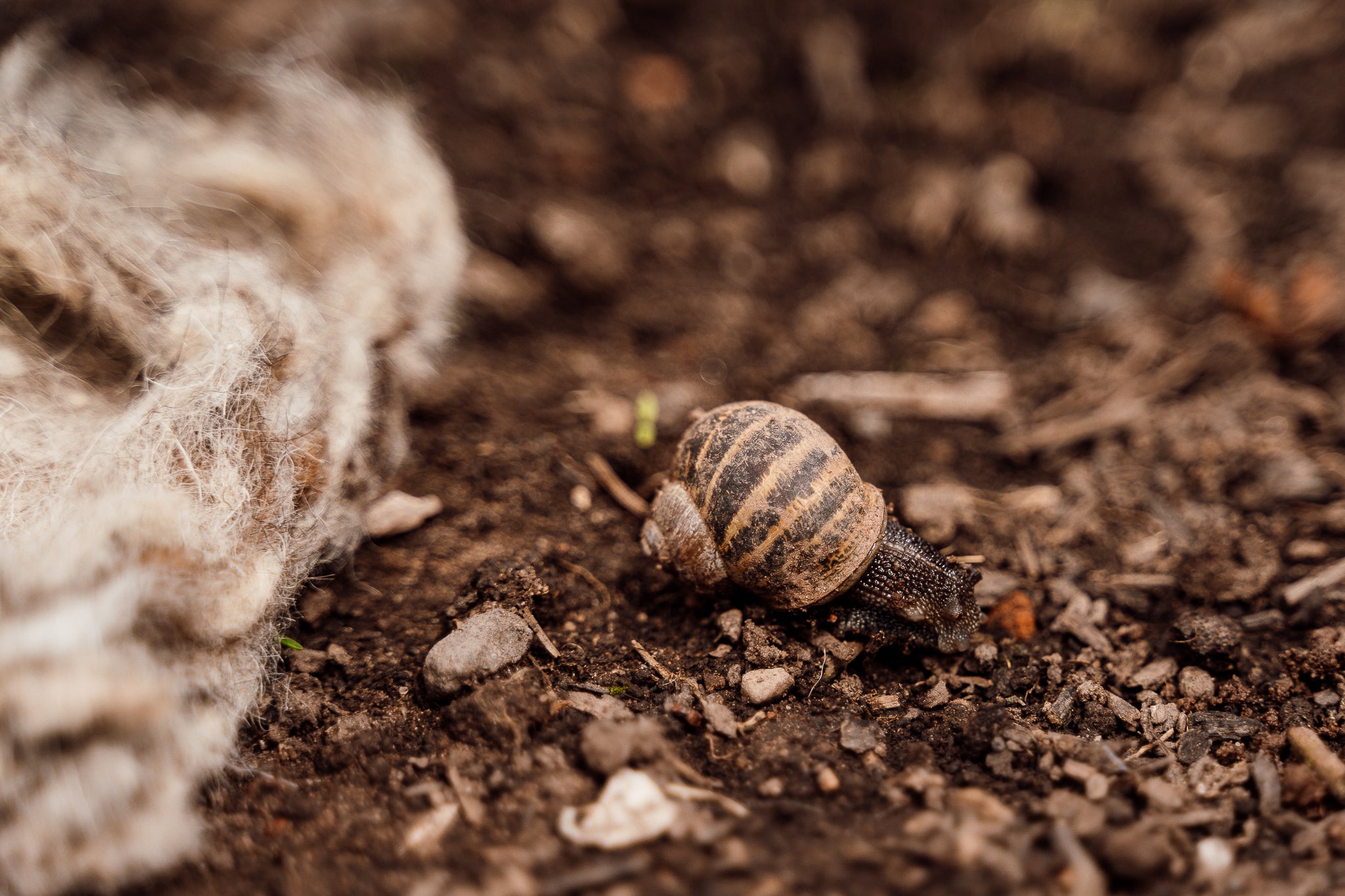How To Deter Pests, Without Causing Harm – Hortiwool