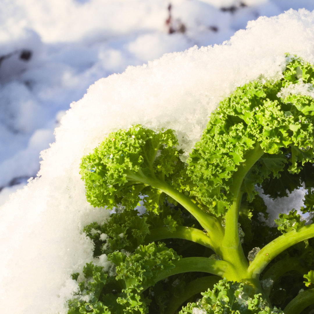 The Best Cold-Weather Crops: Vegetables to Grow in Winter – Hortiwool
