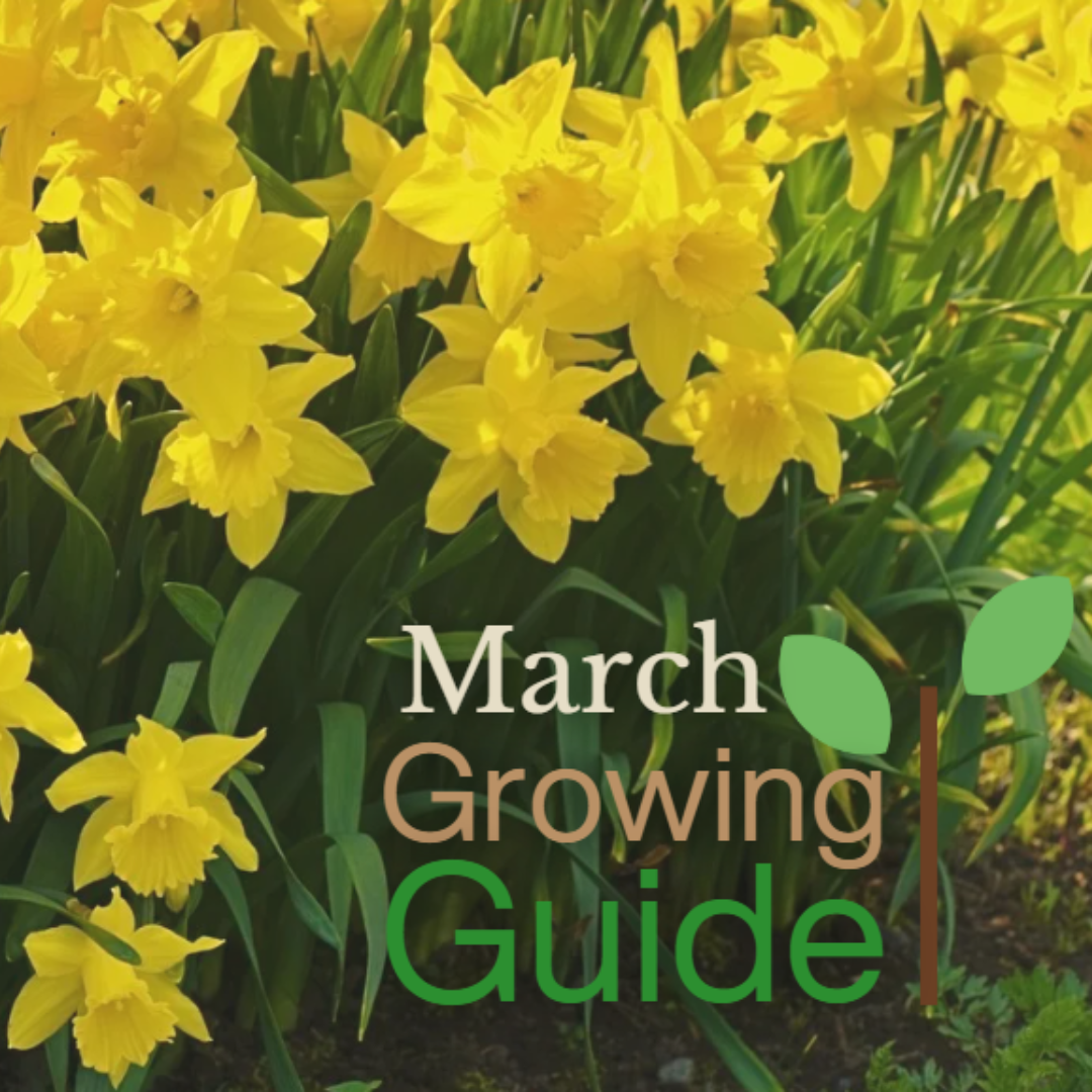 Growing in March: 36 Plants to Grow & Gardening Tips – Hortiwool