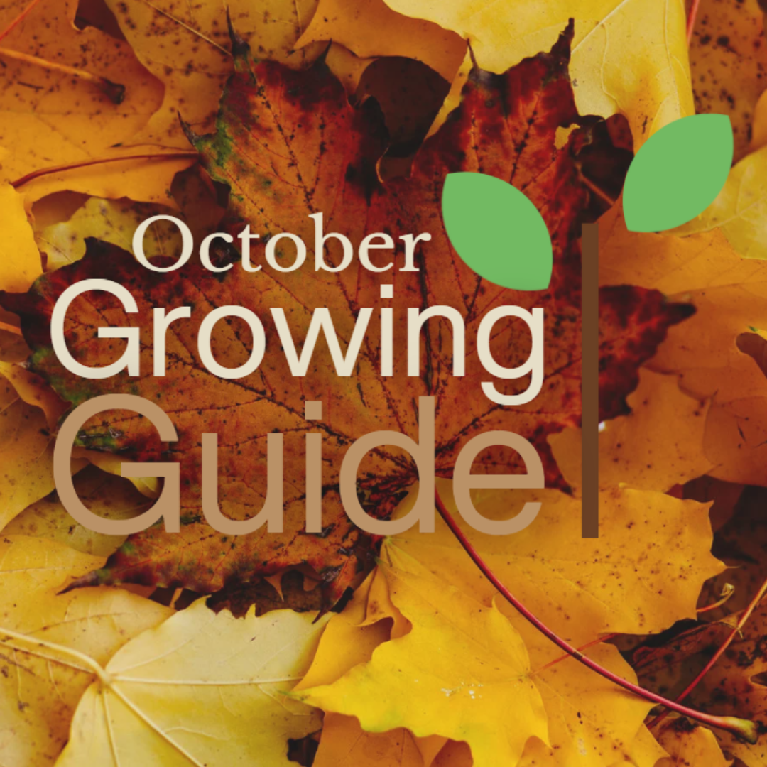 What to Grow in October: Essential Tips for UK Gardeners | Hortiwool ...
